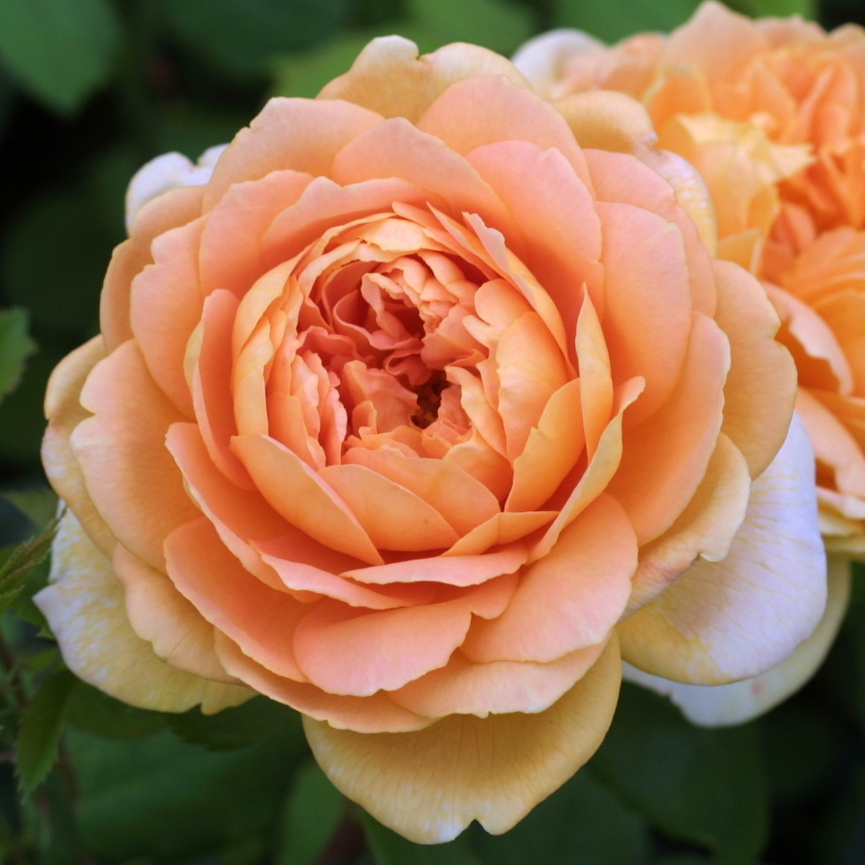 Englische Strauchrose - Rose 'Golden Celebration' - gelb
