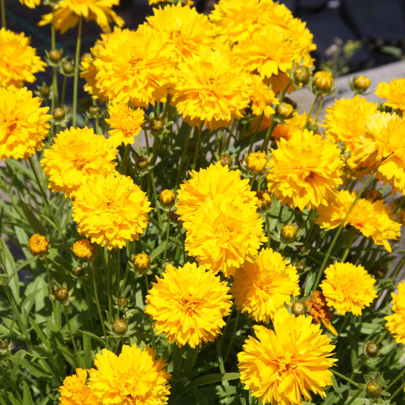 Mädchenauge - Coreopsis grandiflora 'Sunray' - gelb