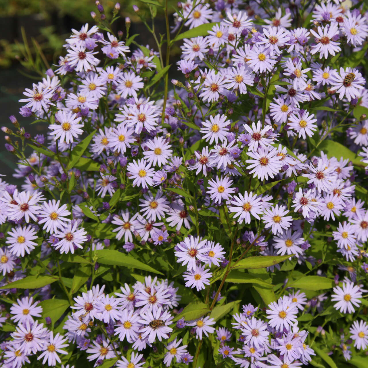 Aster - Aster 'Little Carlow' - blau