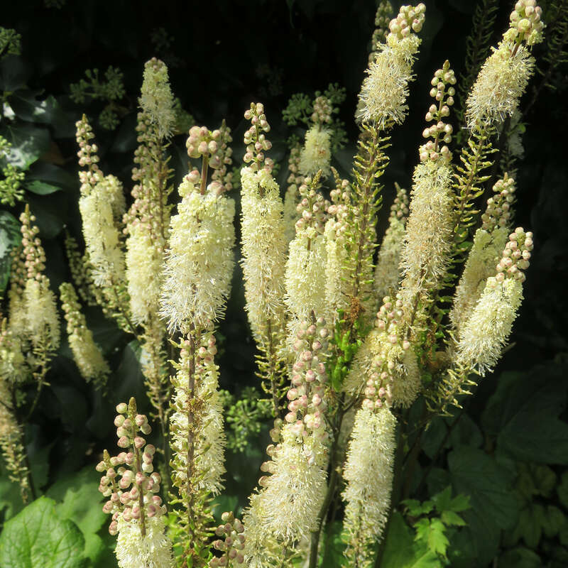 Silberkerze - Actaea simplex 'White Pearl' - weiß
