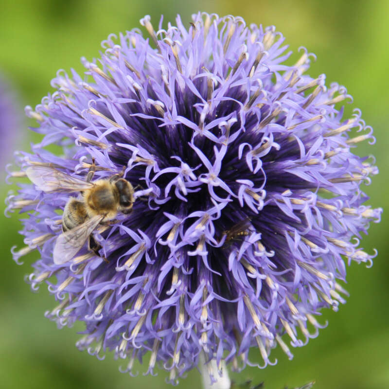 Kugeldistel - Echinops ritro 'Veitch's Blue' - blau