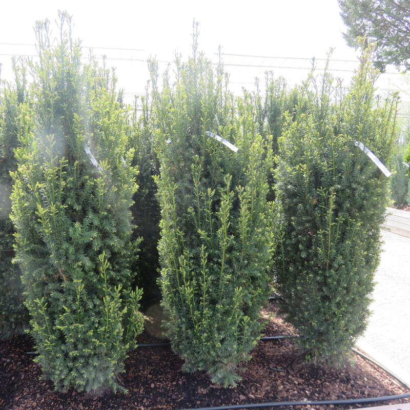 Pyramideneibe - Taxus baccata 'Overeynderi'