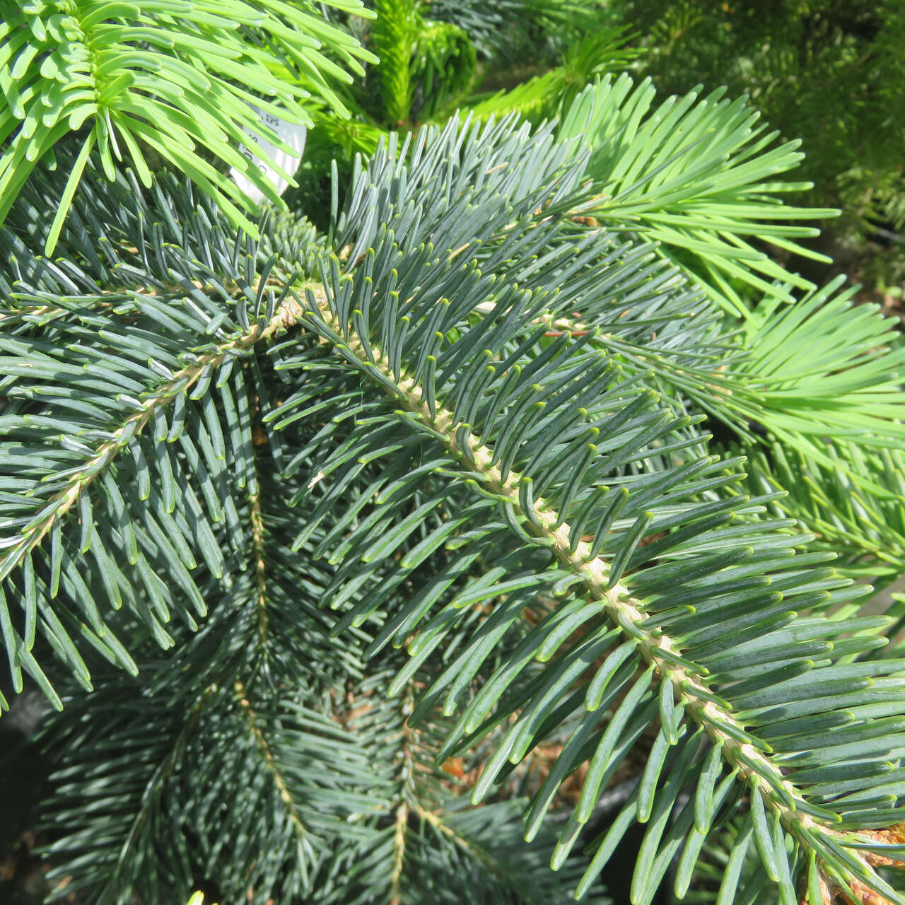 Blaue Prachttanne - Abies magnifica 'Glauca' - grau/silbrig