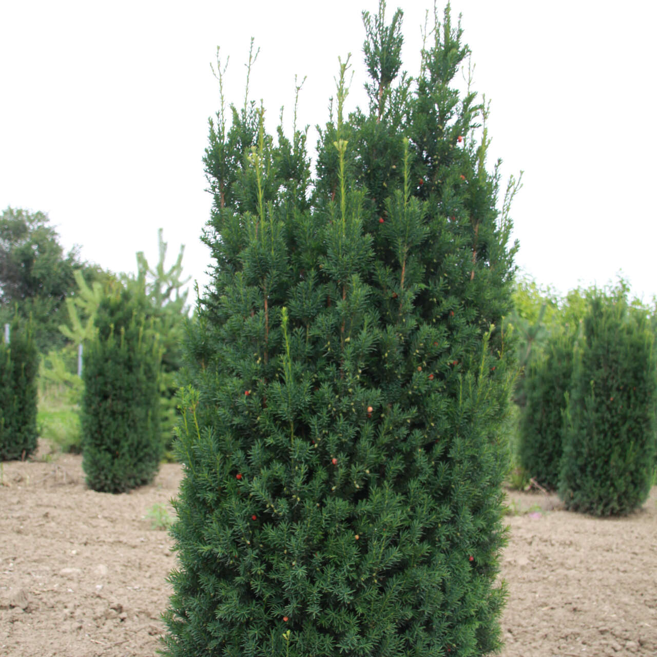 Pyramideneibe - Taxus baccata 'Overeynderi' - grün