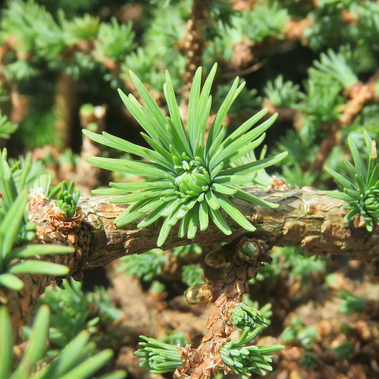 Zwerglärche - Larix kaempferi 'Blue Dwarf' - grau/silbrig