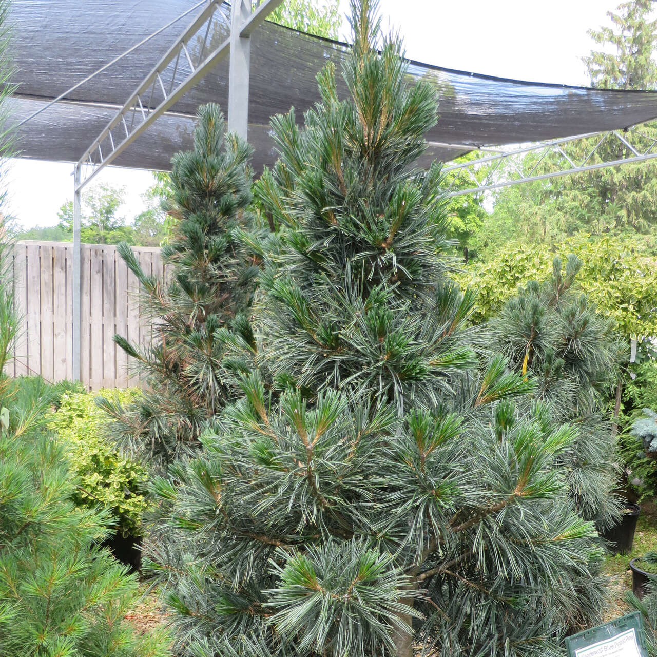 Nevada-Zirbe - Pinus flex. 'Vanderwolf's Pyramid' - grün