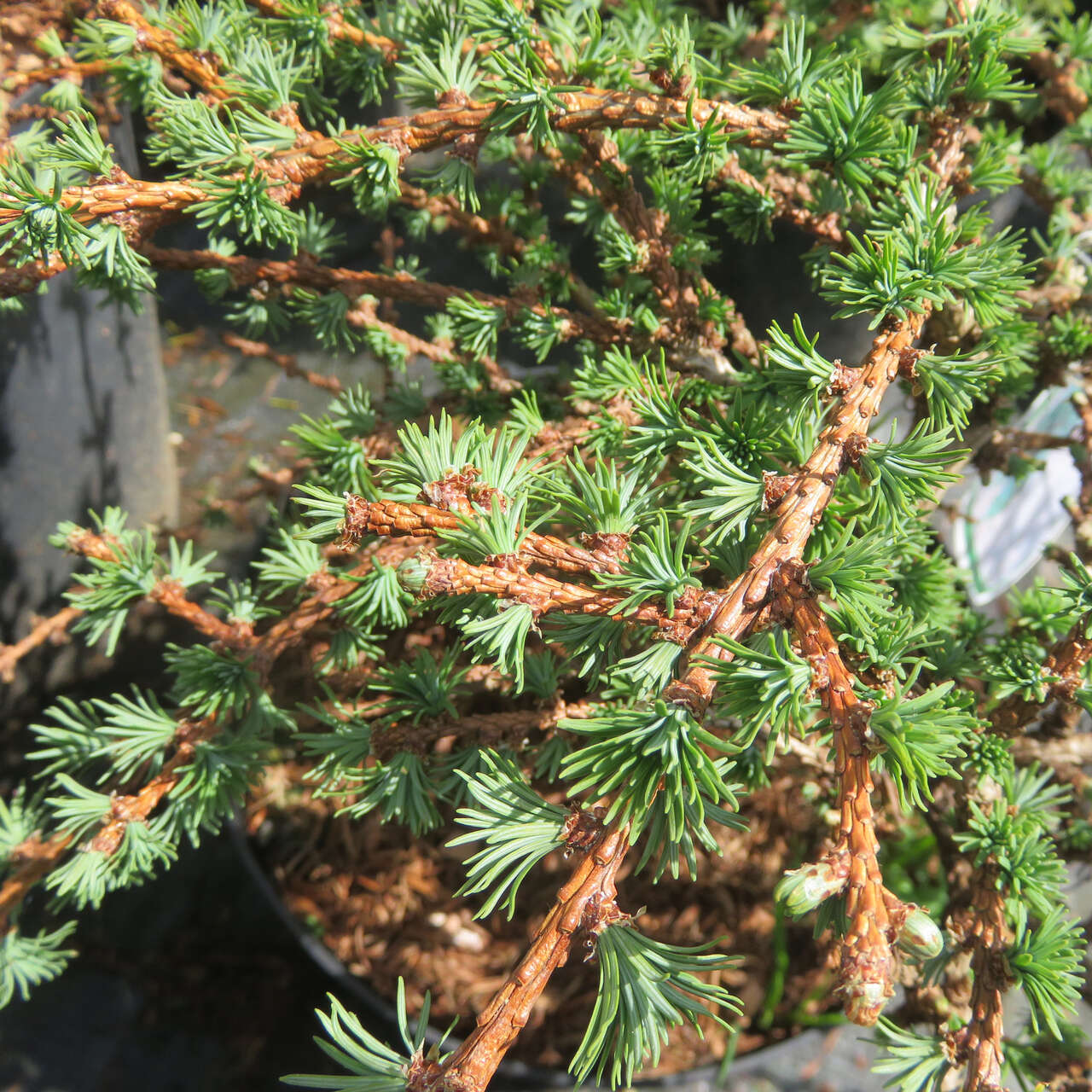 Zwerglärche - Larix kaempferi 'Blue Dwarf' - grau/silbrig
