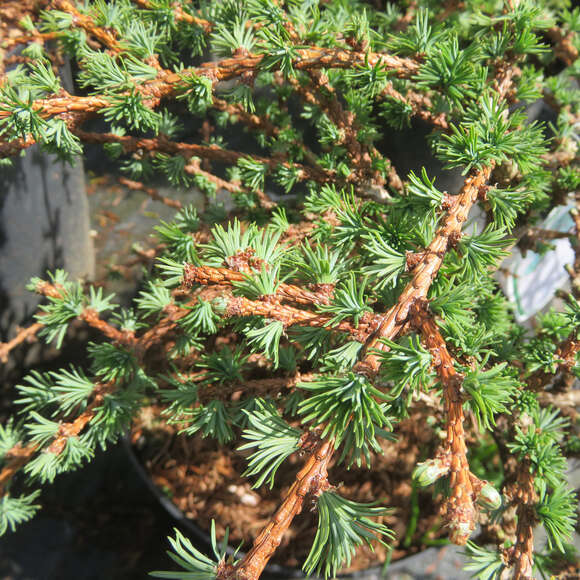 Zwerglärche - Larix kaempferi 'Blue Dwarf' - grau/silbrig