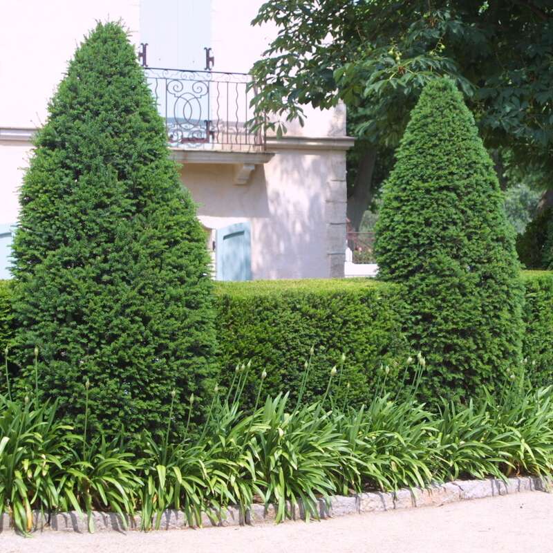 Heimische Eibe - Taxus baccata