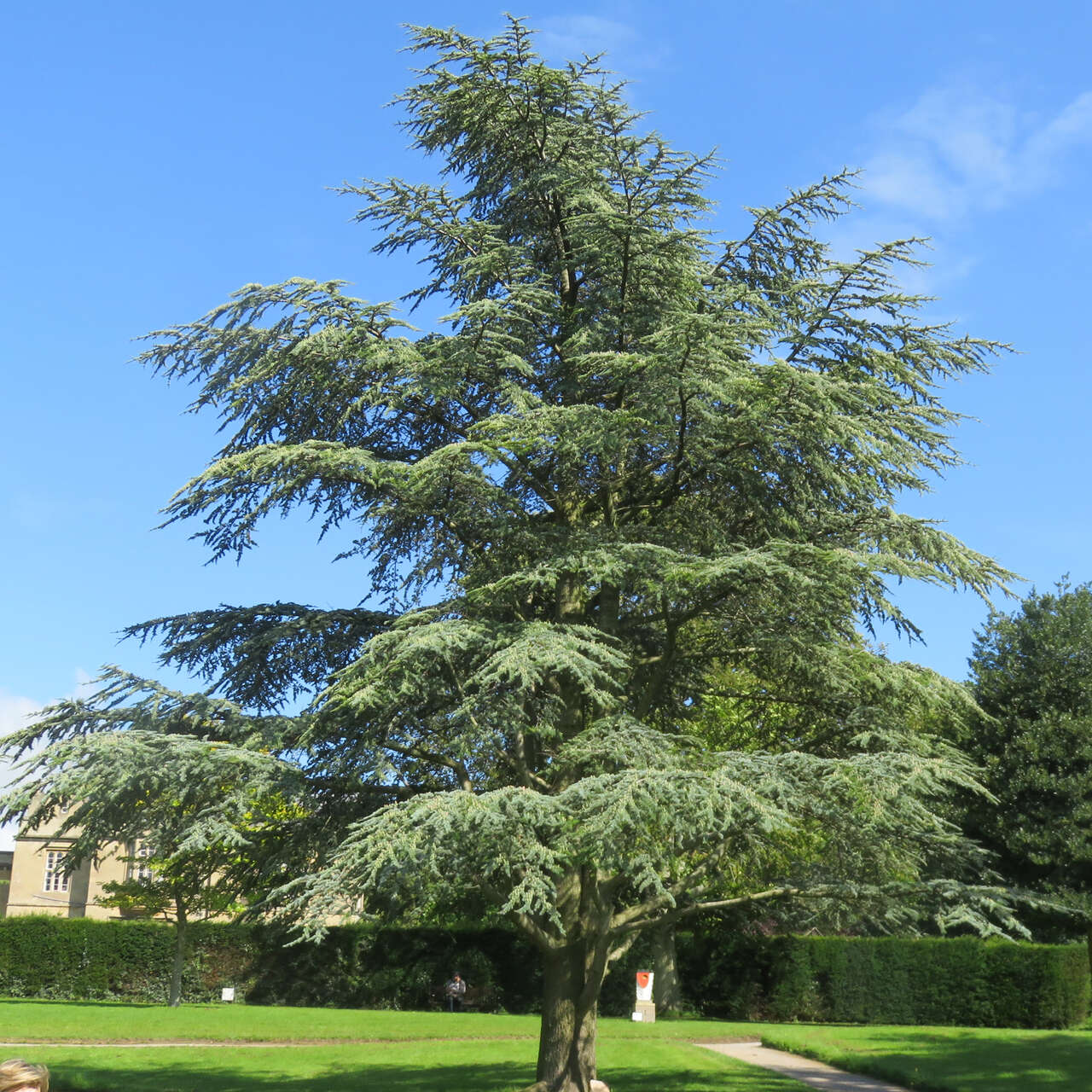 Blaue Atlaszeder - Cedrus libani 'Glauca' - grau/silbrig