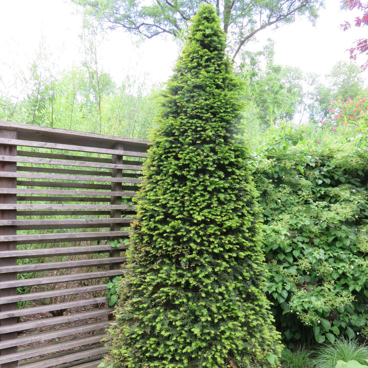 Heimische Eibe - Taxus baccata in Baumschulqualität aus Österreich kaufen