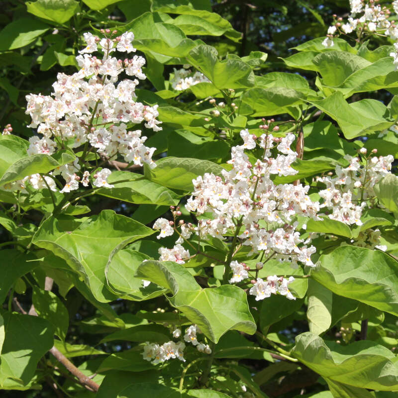 Trompetenbaum - Catalpa bignonioides - weiß