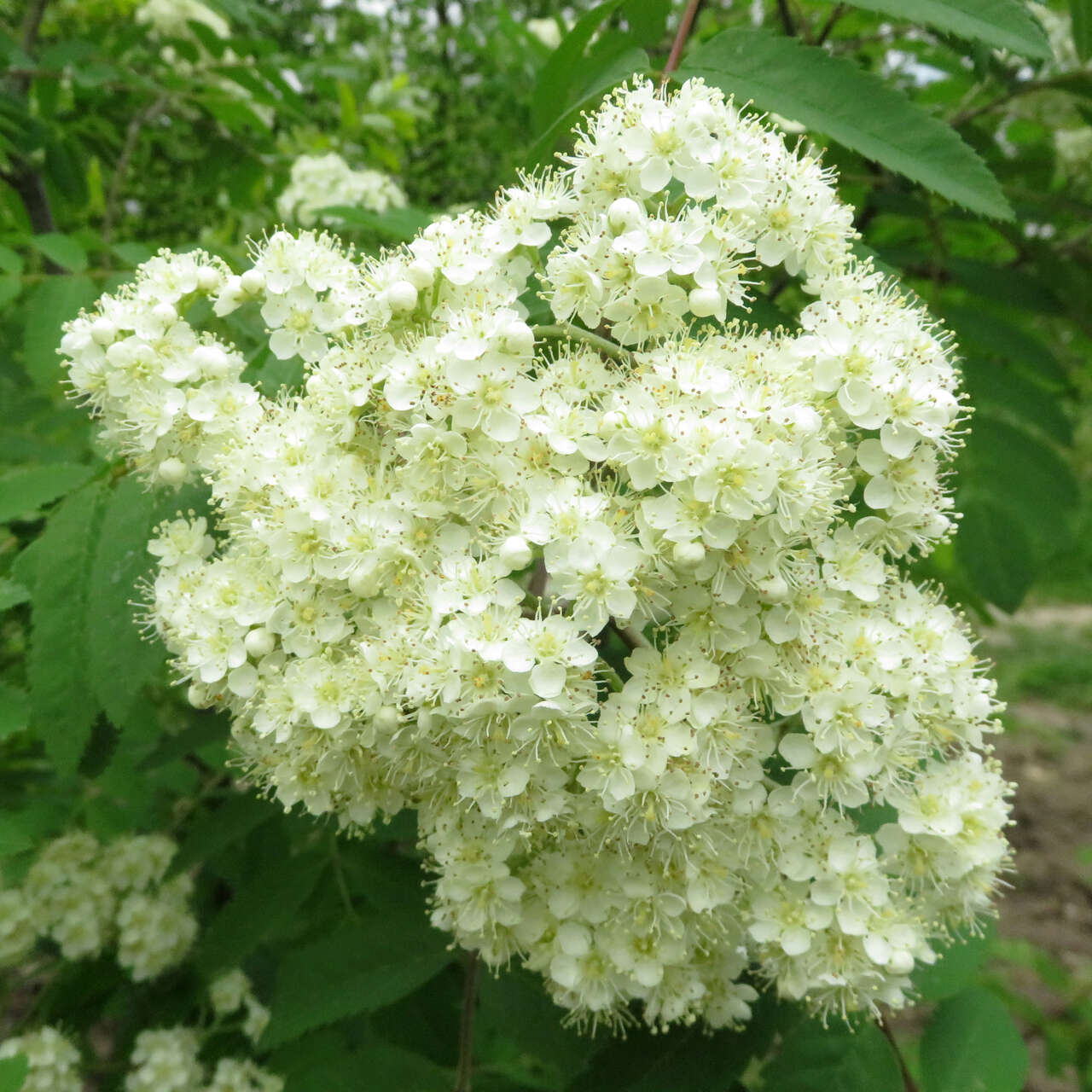 Mährische Eberesche - Sorbus aucuparia 'Edulis' - weiß