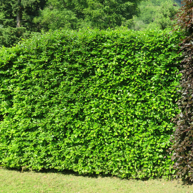Geschnittene Hecke | Vom Gärtner mit Anwuchsgarantie kaufen - rasche ...