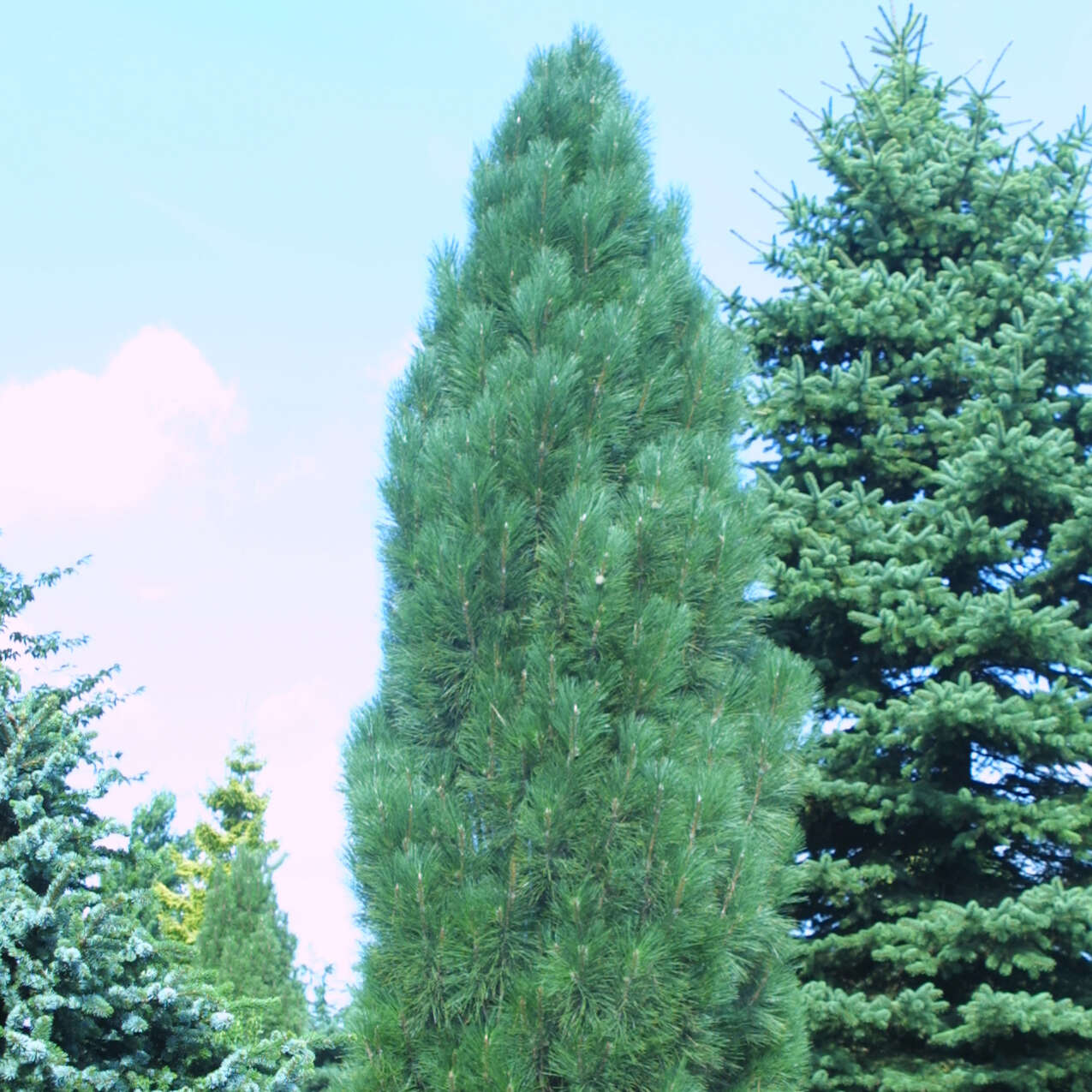 Säulen-Schwarzföhre - Pinus nigra 'Pyramidalis' - grün
