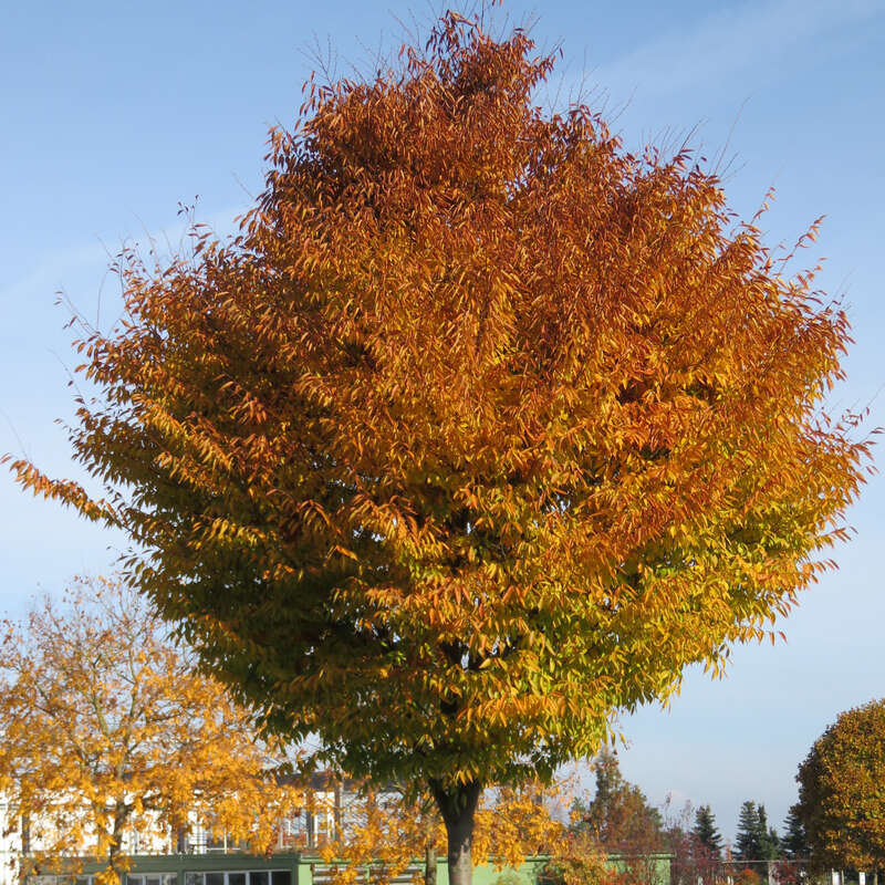 Zelkove - Zelkova serrata 'Green Vase'