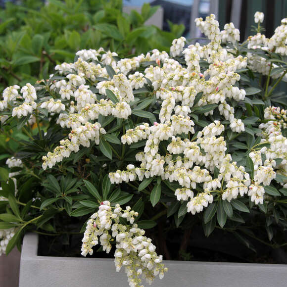 Lavendelheide - Pieris japonica 'Debutante' - weiß