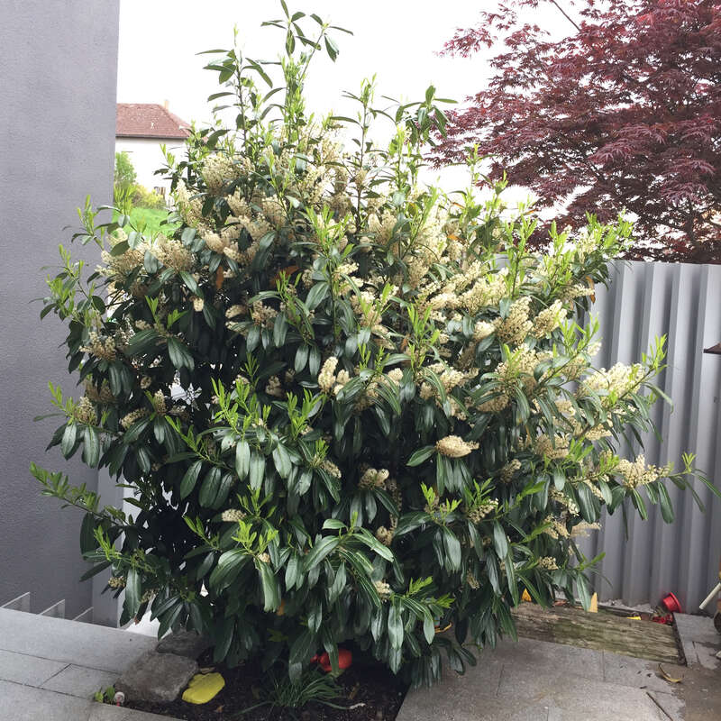 Kirschlorbeer - Prunus laurocerasus 'Caucasica' - weiß