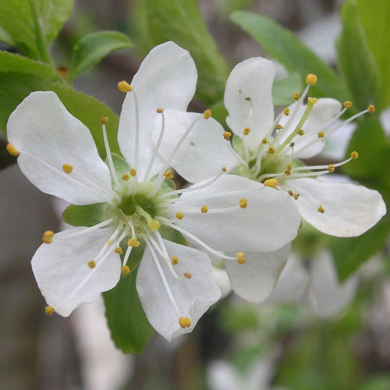 Kriecherl - Prunus domestica 'Bellamira'