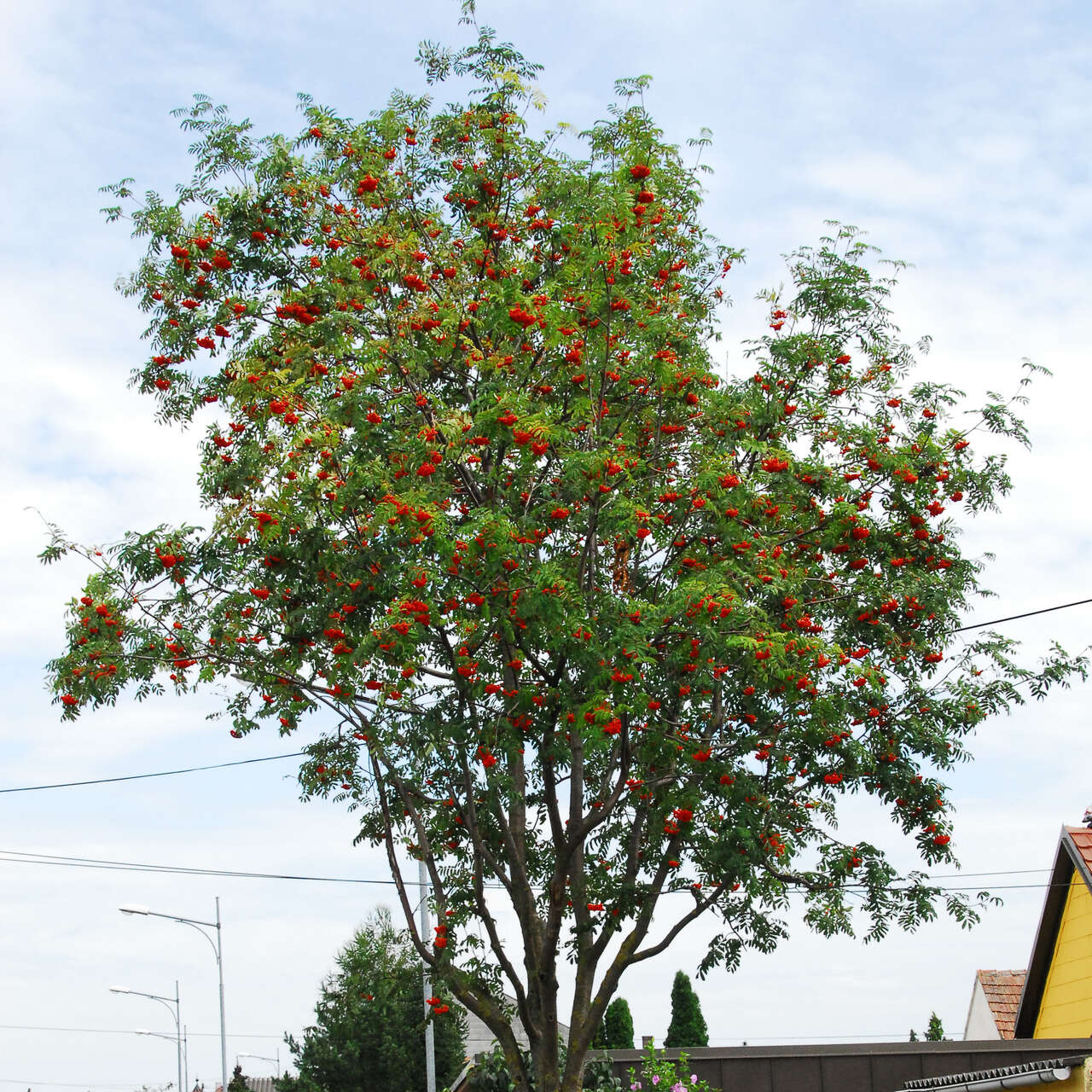 Gemeine Eberesche, Vogelbeere - Sorbus aucuparia - weiß