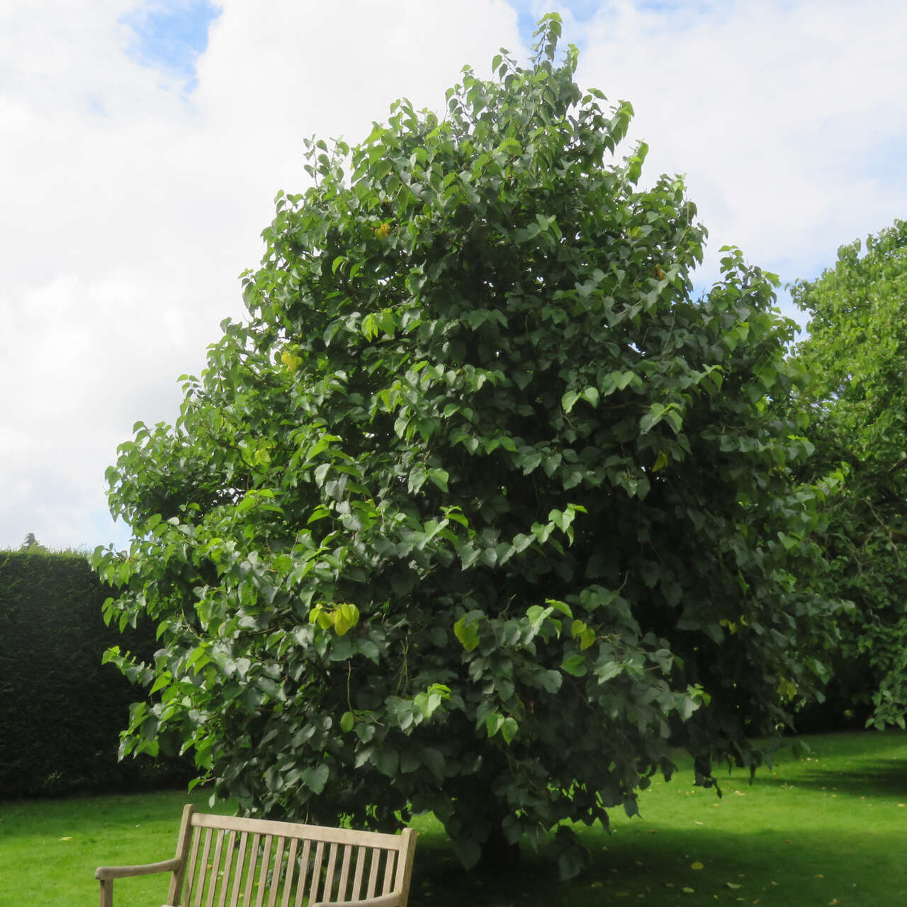 Schwarzer Maulbeerbaum - Morus nigra - grünlichweiß, unscheinbar