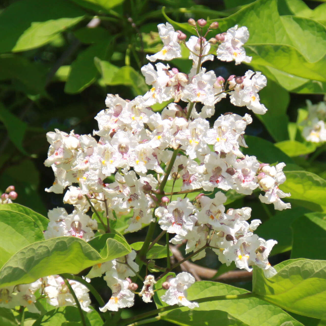 Trompetenbaum - Catalpa bignonioides - weiß