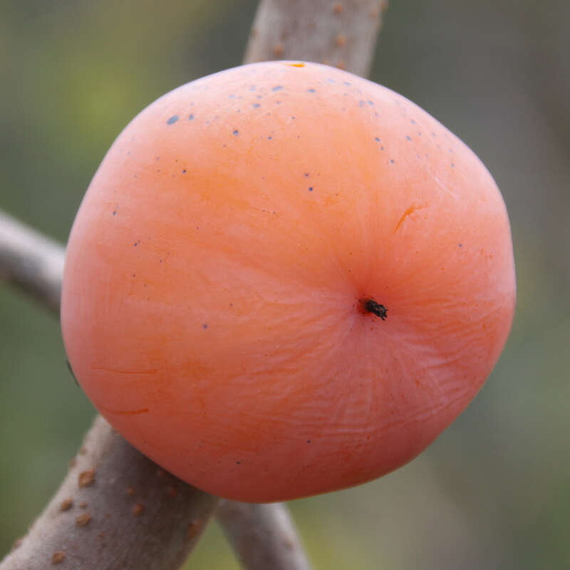 Virginische Dattelpflaume, Persimmon - Diospyros virginiana 'Prok' - gelb