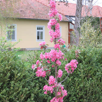 Säulen-Zierapfel - Malus 'Maypole' - rosa