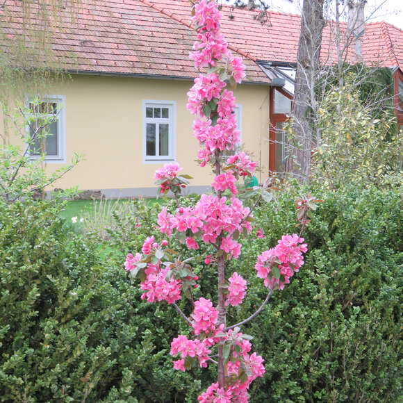 Säulen-Zierapfel - Malus 'Maypole' - rosa