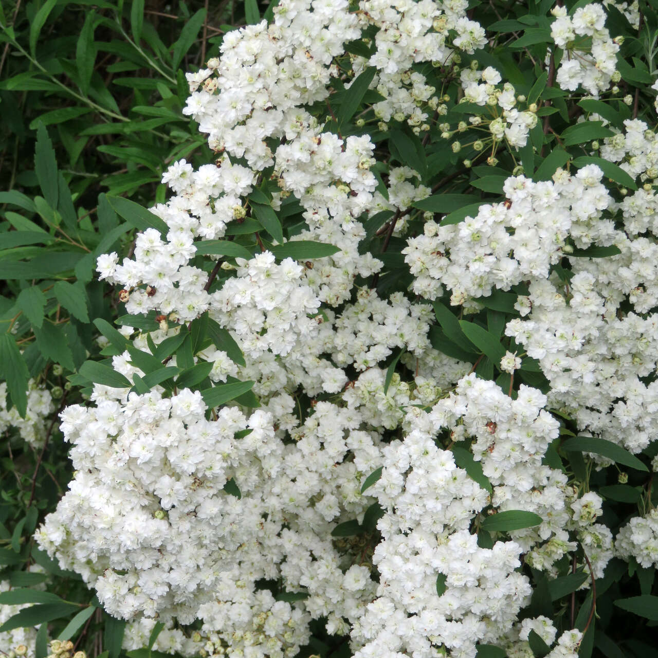 Gefülltblühende Brautspiere - Spiraea cantoniensis 'Lanceata' - weiß