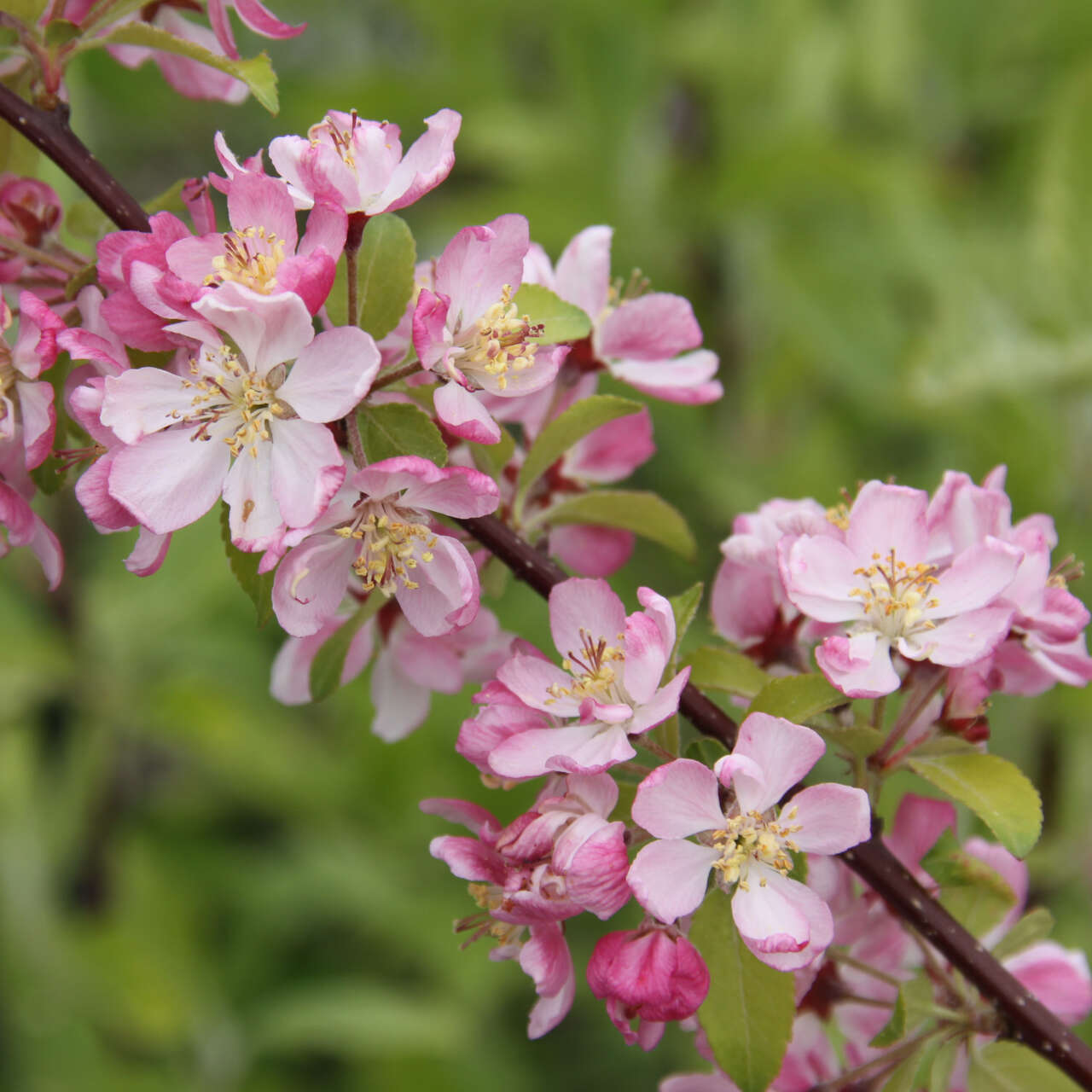 Zierapfel - Malus 'Hillieri' - rosa