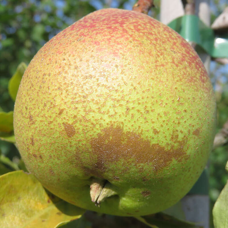 Quittenbirne - Pyronia veitchii - weiß