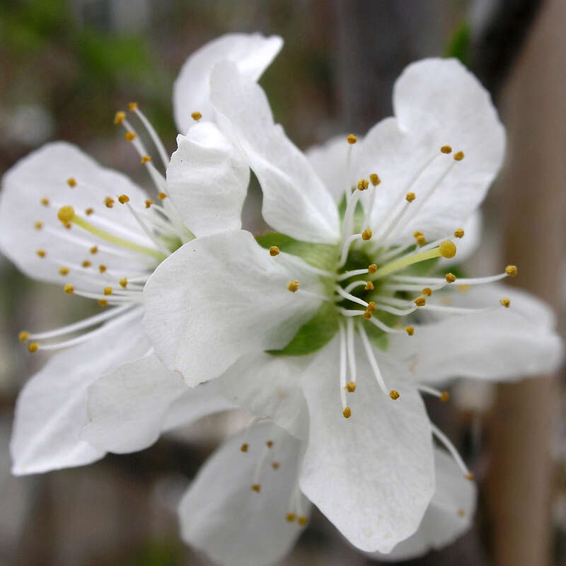 Zwetschke - Prunus domestica 'Cacaks Frühe'