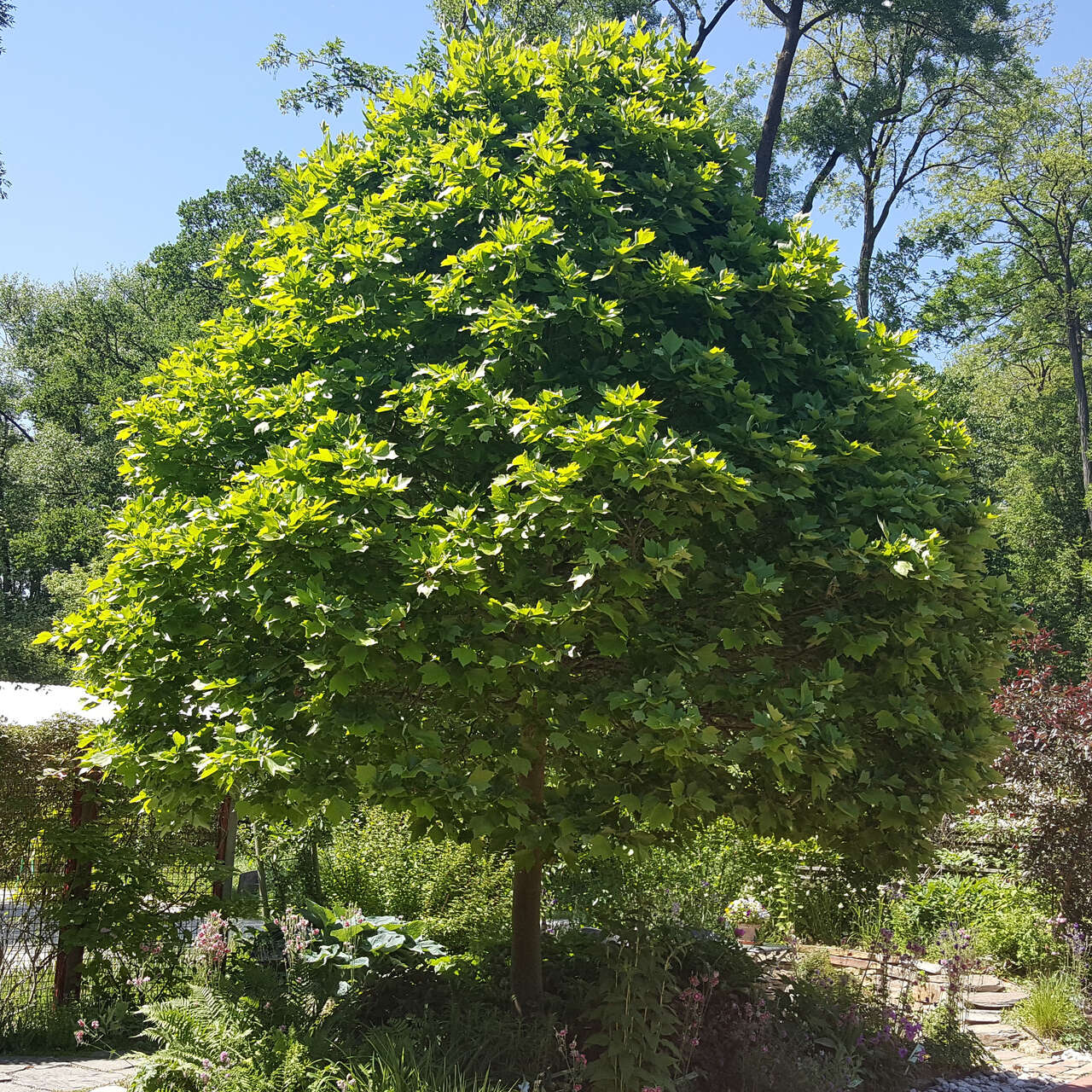 Platanus Hispanica Alphens Globe