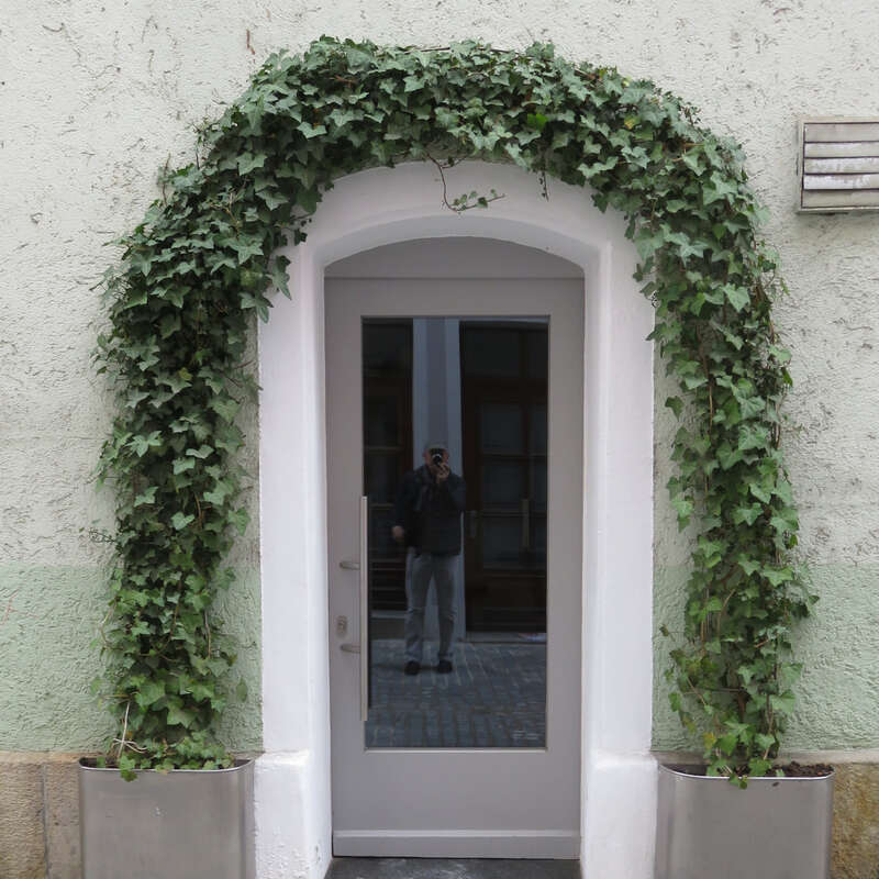 Heimischer Efeu - Hedera helix