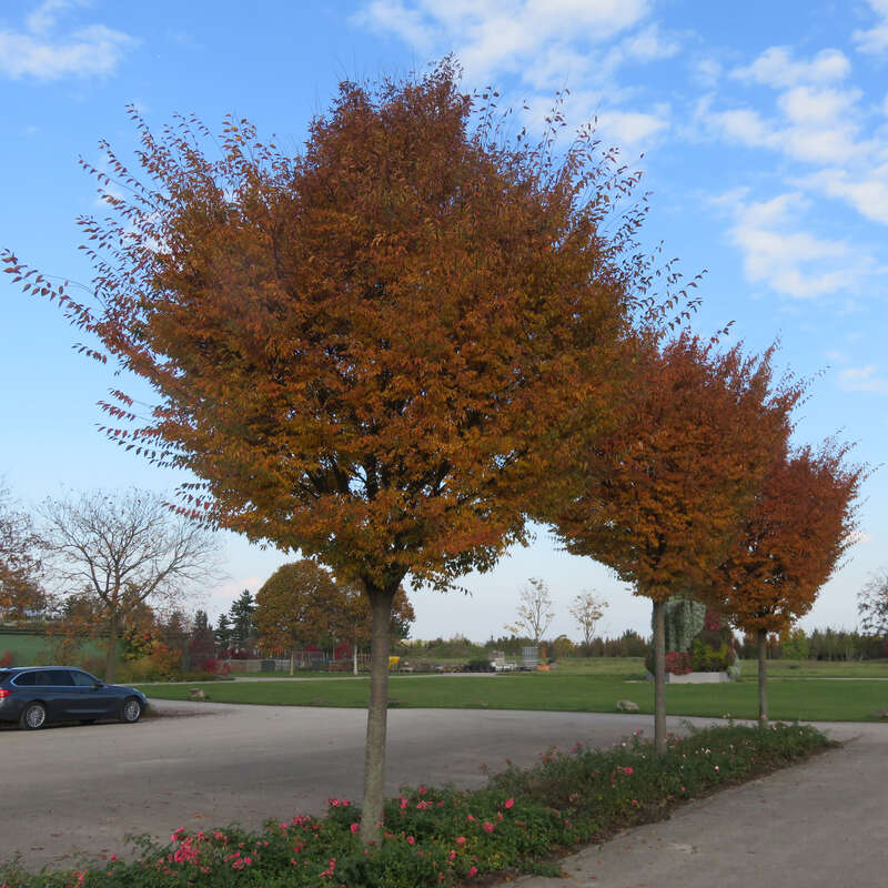 Zelkove - Zelkova serrata 'Green Vase'