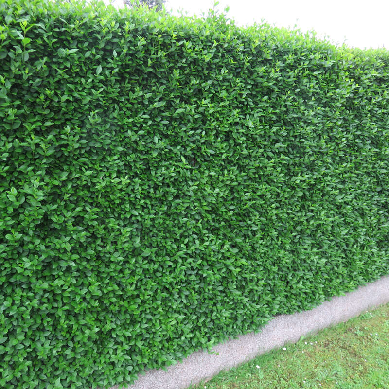 Immergrüner Liguster - Ligustrum ovalifolium - weiß