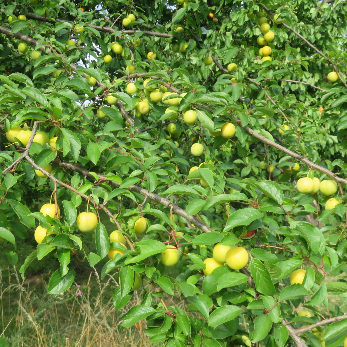 Kriecherl - Prunus domestica 'Mirabelle von Nancy' - weiß