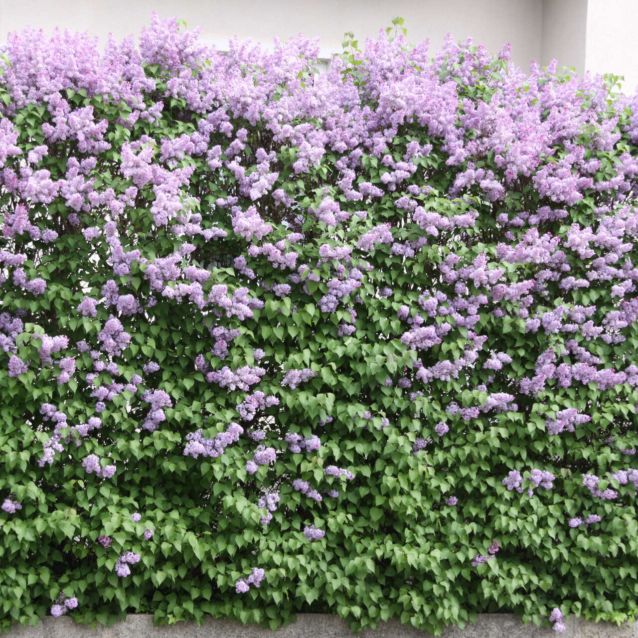 Gewöhnlicher Flieder - Syringa vulgaris - lila