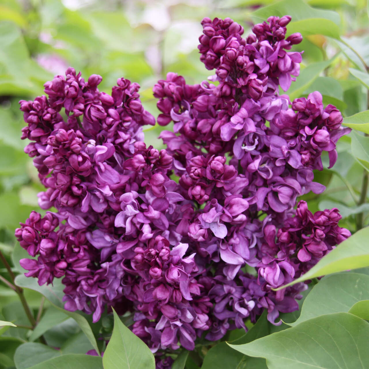 Edelflieder - gefülltblühend - Syringa vulgaris 'Mrs. Edward Harding ...