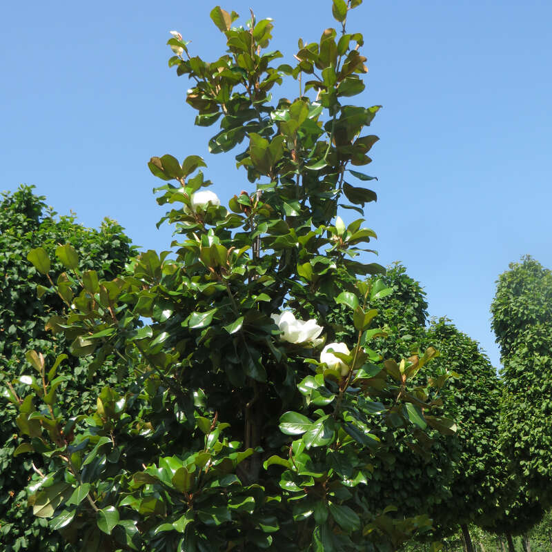 Immergrüne Magnolie - Magnolia grandiflora 'Francois Treyve' - weiß