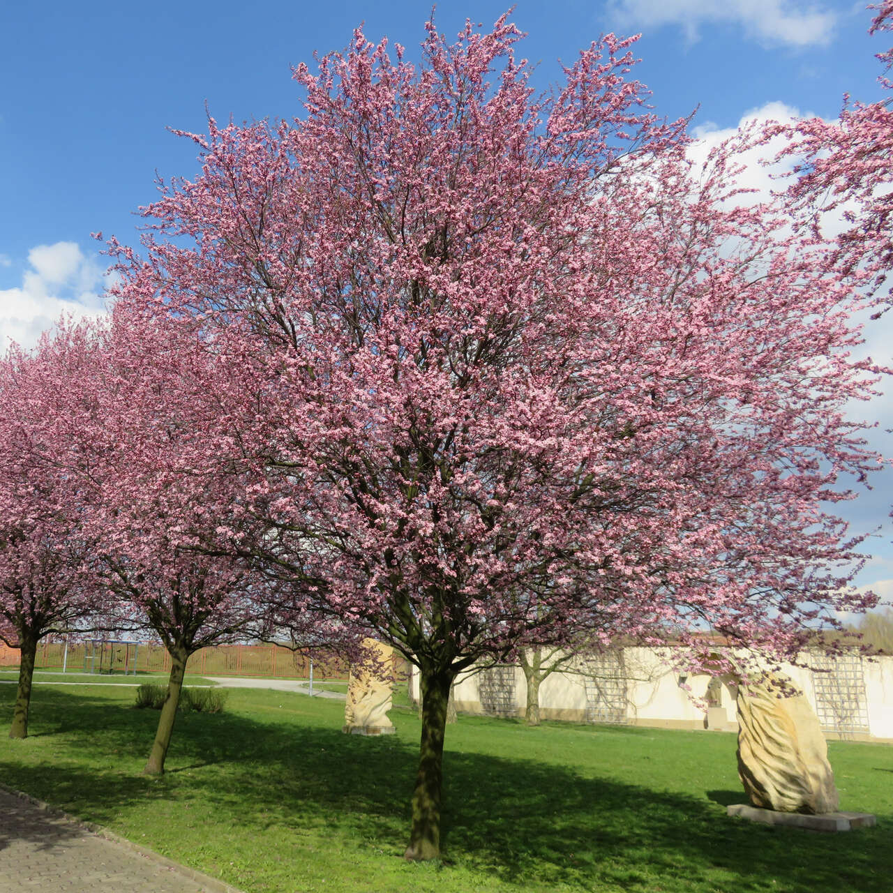 Blutpflaume - Prunus cerasifera 'Nigra' - rosa