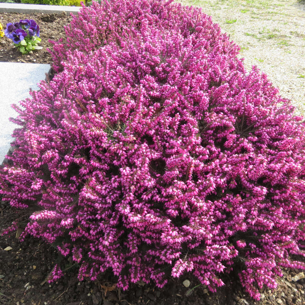 Schneeheide - Erica carnea - dunkelrosa - rosa