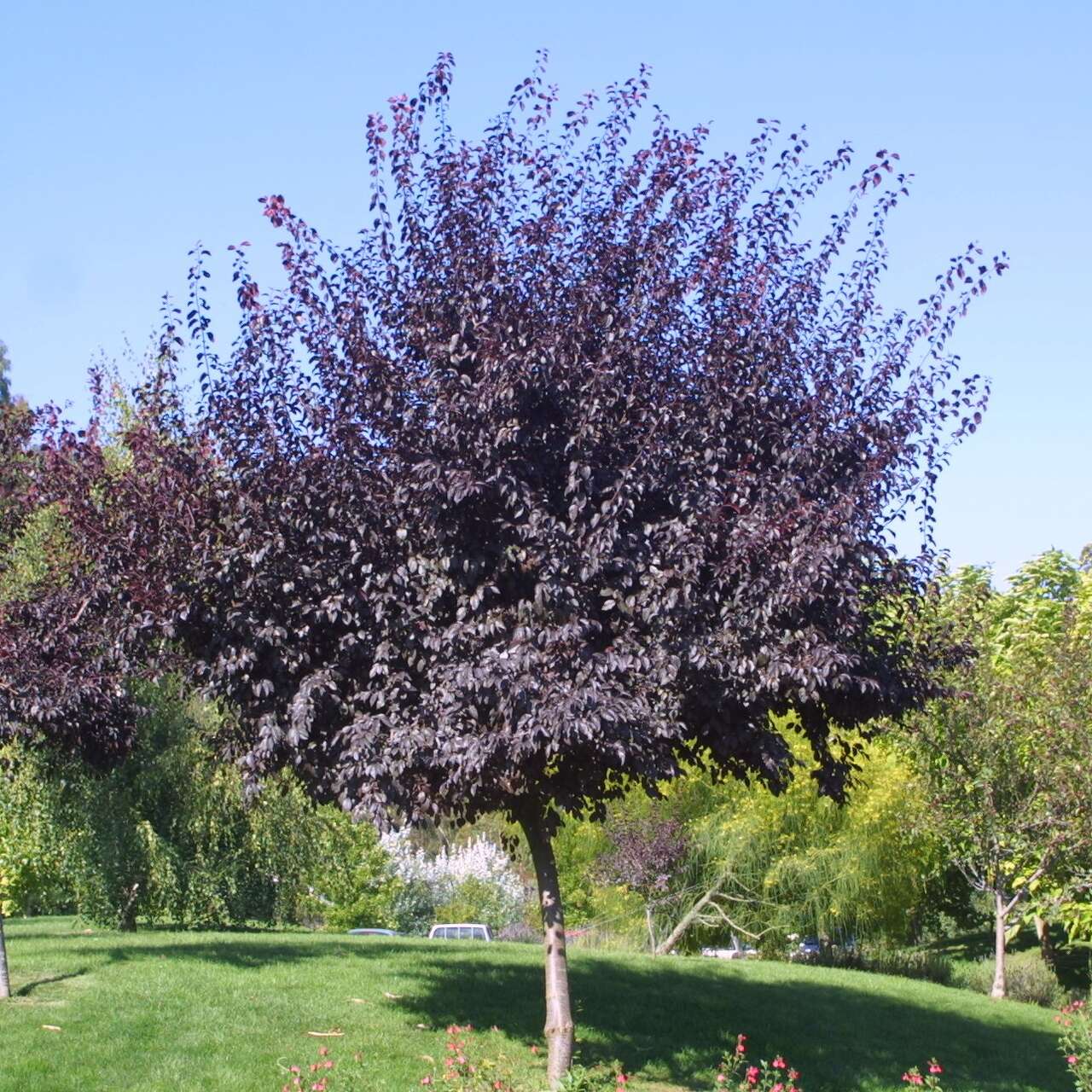 Prunus Cerasifera Nigra