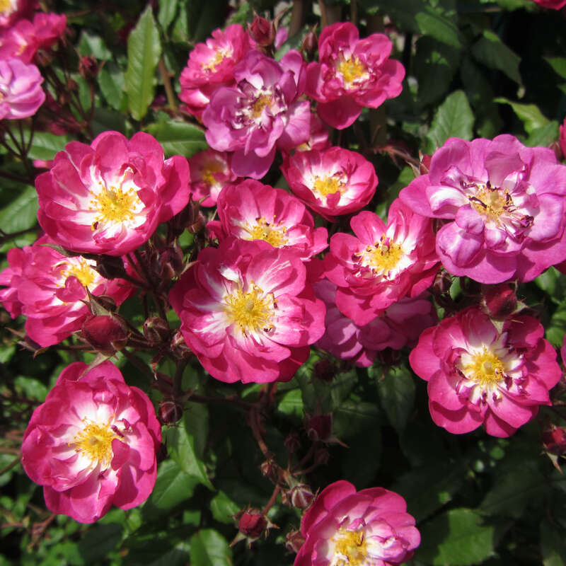 Ramblerrose - Rose 'Kiftsgate Violett' - violett