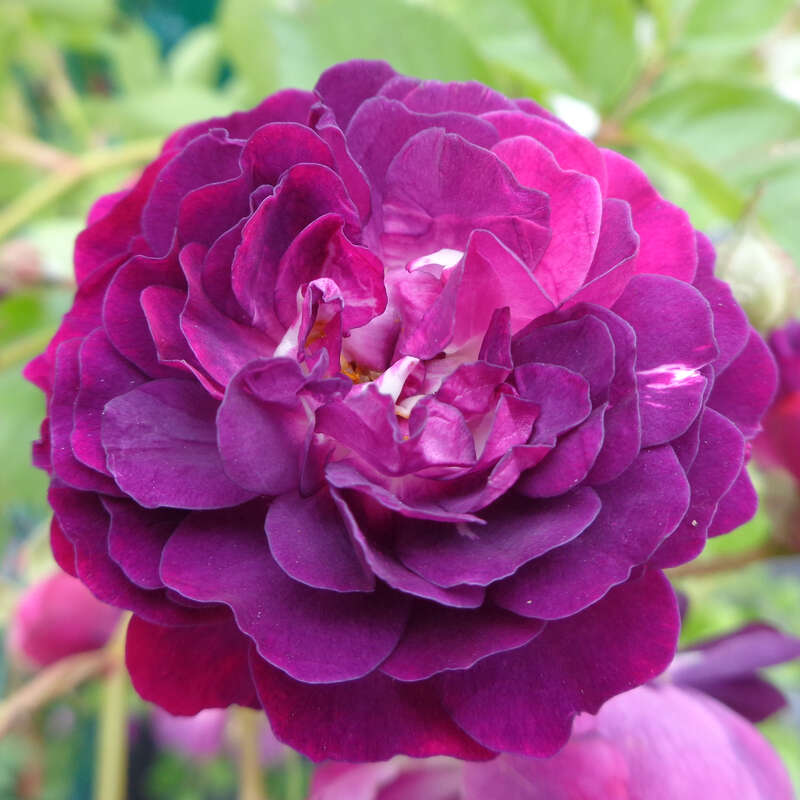 Ramblerrose - Rose 'Bleu Magenta' - violett