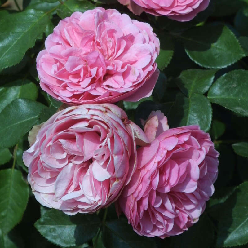 Beetrose - Rose 'Leonardo da Vinci - rosa