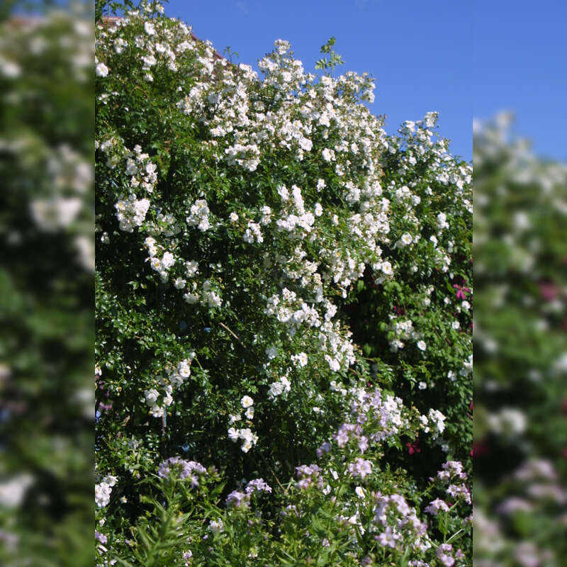 Ramblerrose - Rose 'Sander's White Rambler' - weiß