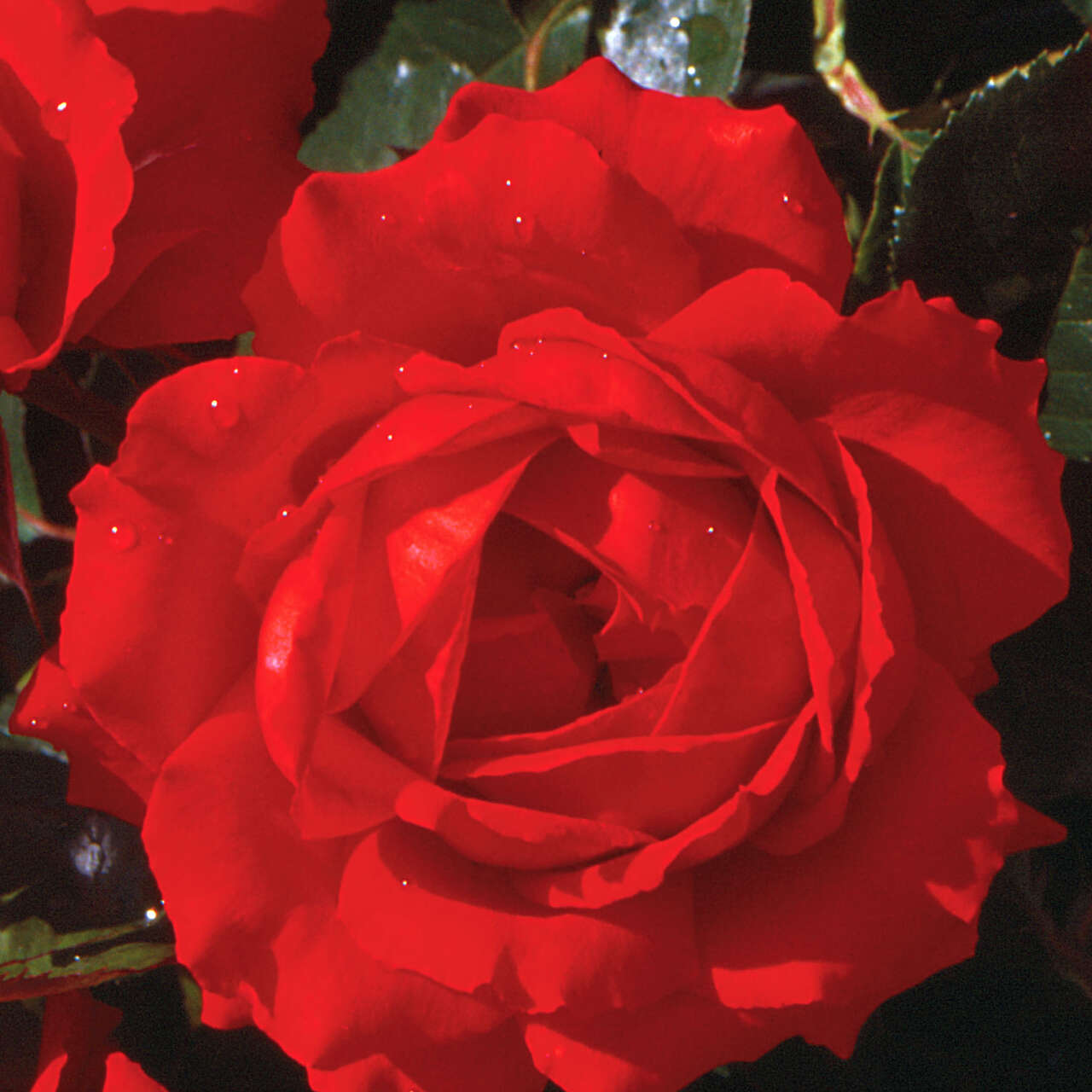 Englische Edelrose - Rose 'Carris' - rot