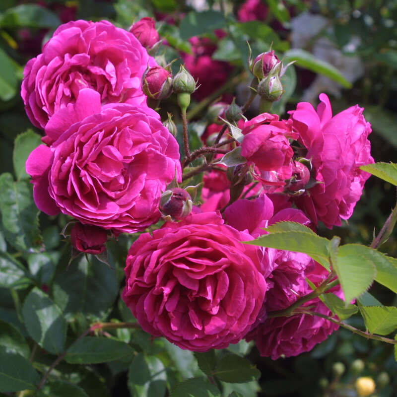 Historische Strauchrose - Rose 'Geschwind's Schönste' - rot